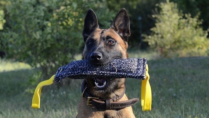 Petition · Make professional bite work legal in Victoria - Australia ...