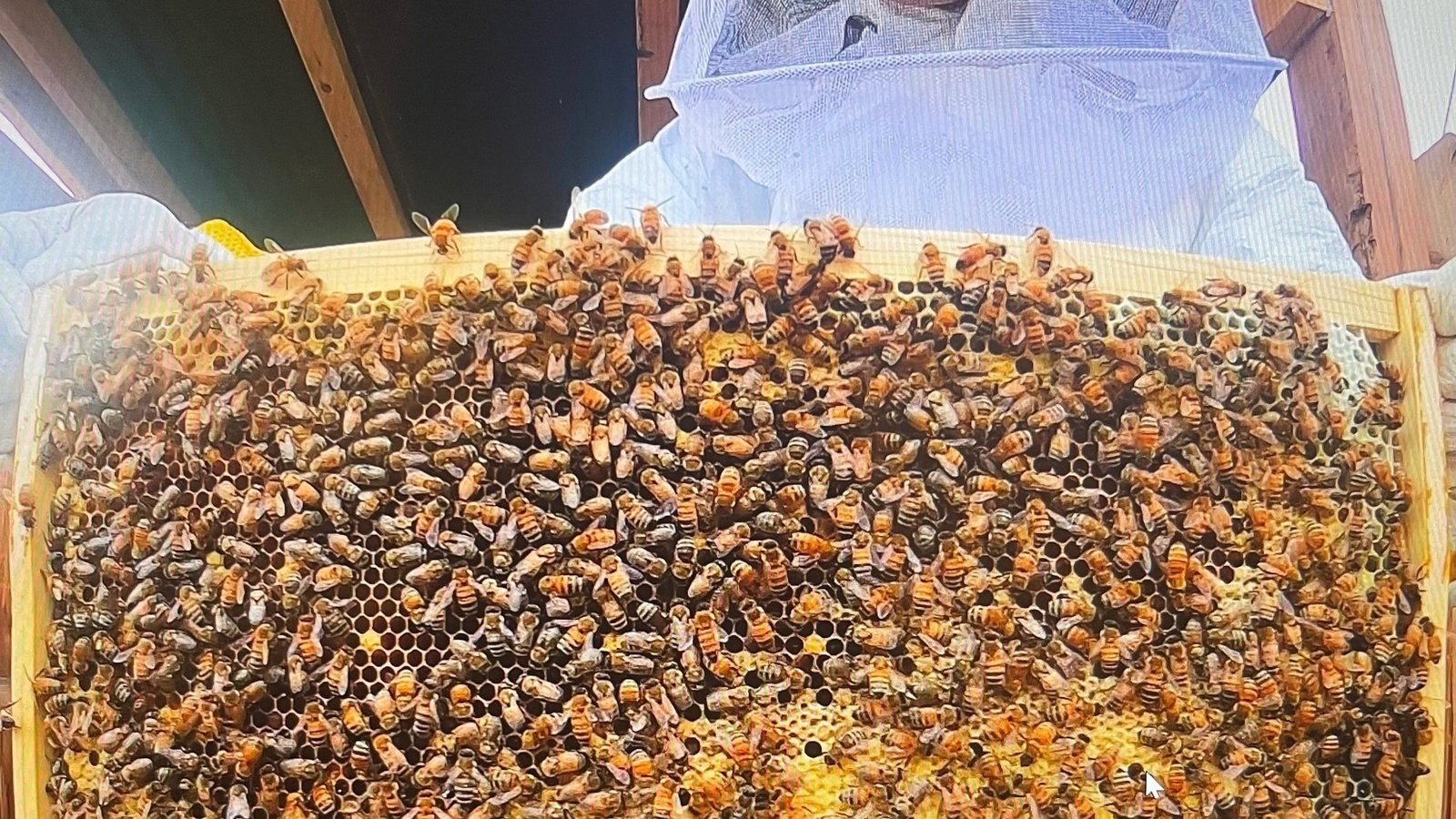 Petition · Stop petition to stop destruction of potential Varroa mite ...