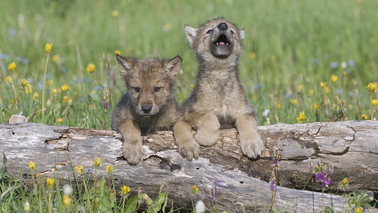 Petition · Help Wolves Make Their Reappearance in Colorado - United ...
