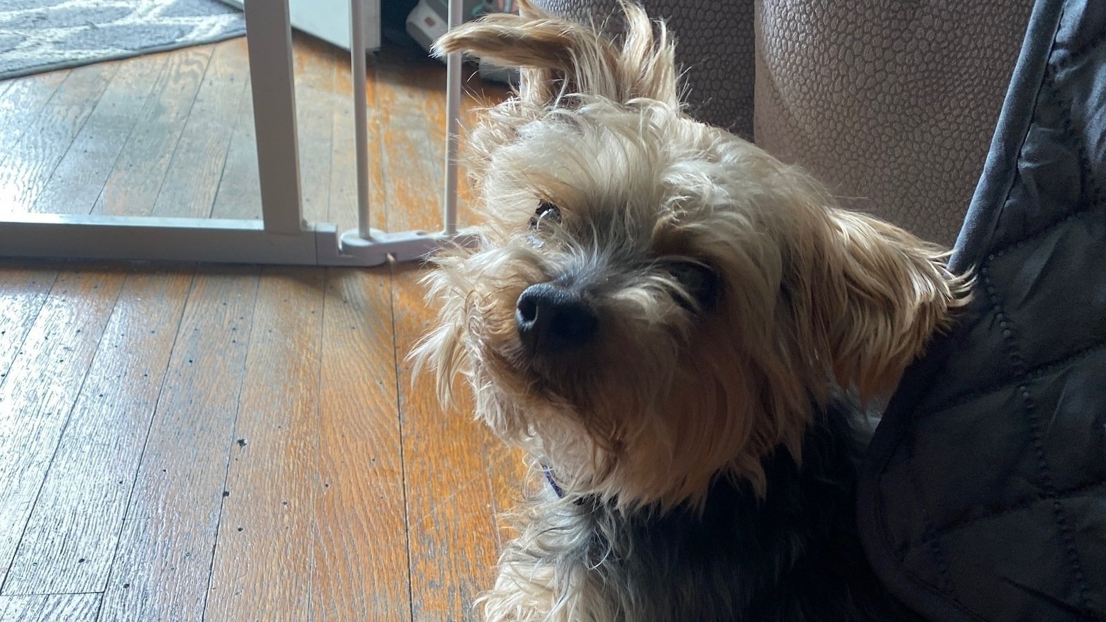 Petition · Dogs are Family Too! · Change.org