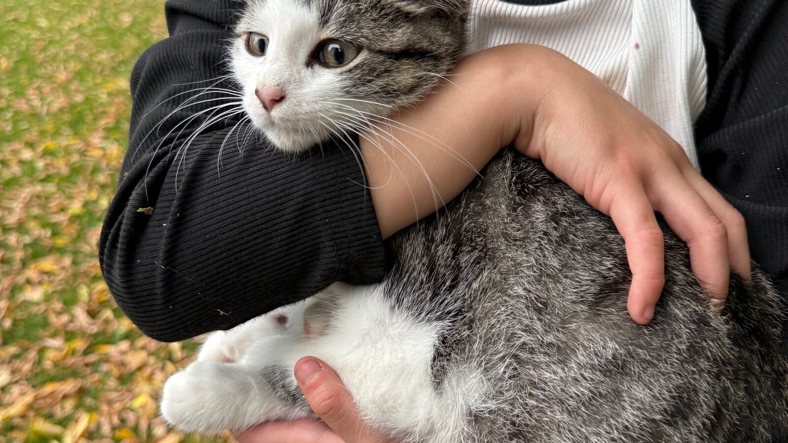 Petition · Introduce a By-Law to Address Stray Cat Overpopulation in ...