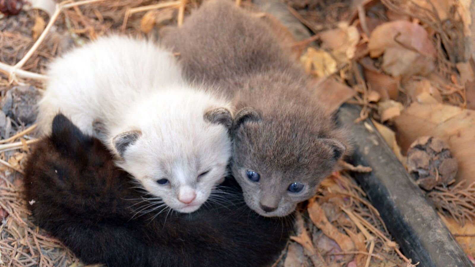 Petition · Ayuntamientos de españa: Eliminar las multas por alimentar ...