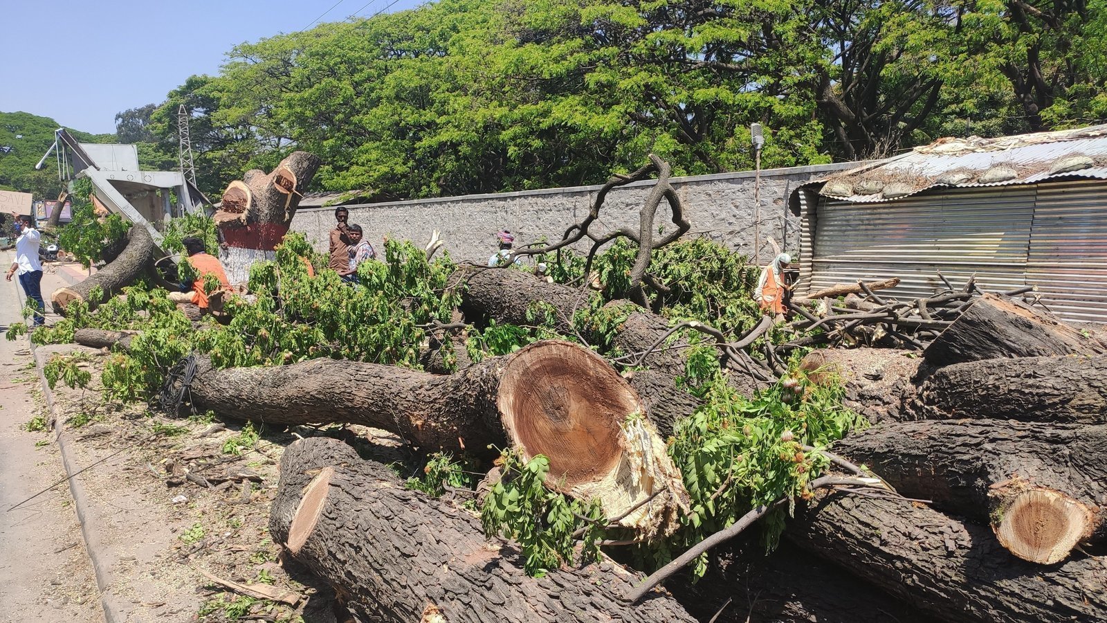 Petition · Trees have been felled at HAL Main gate Junction - India ...