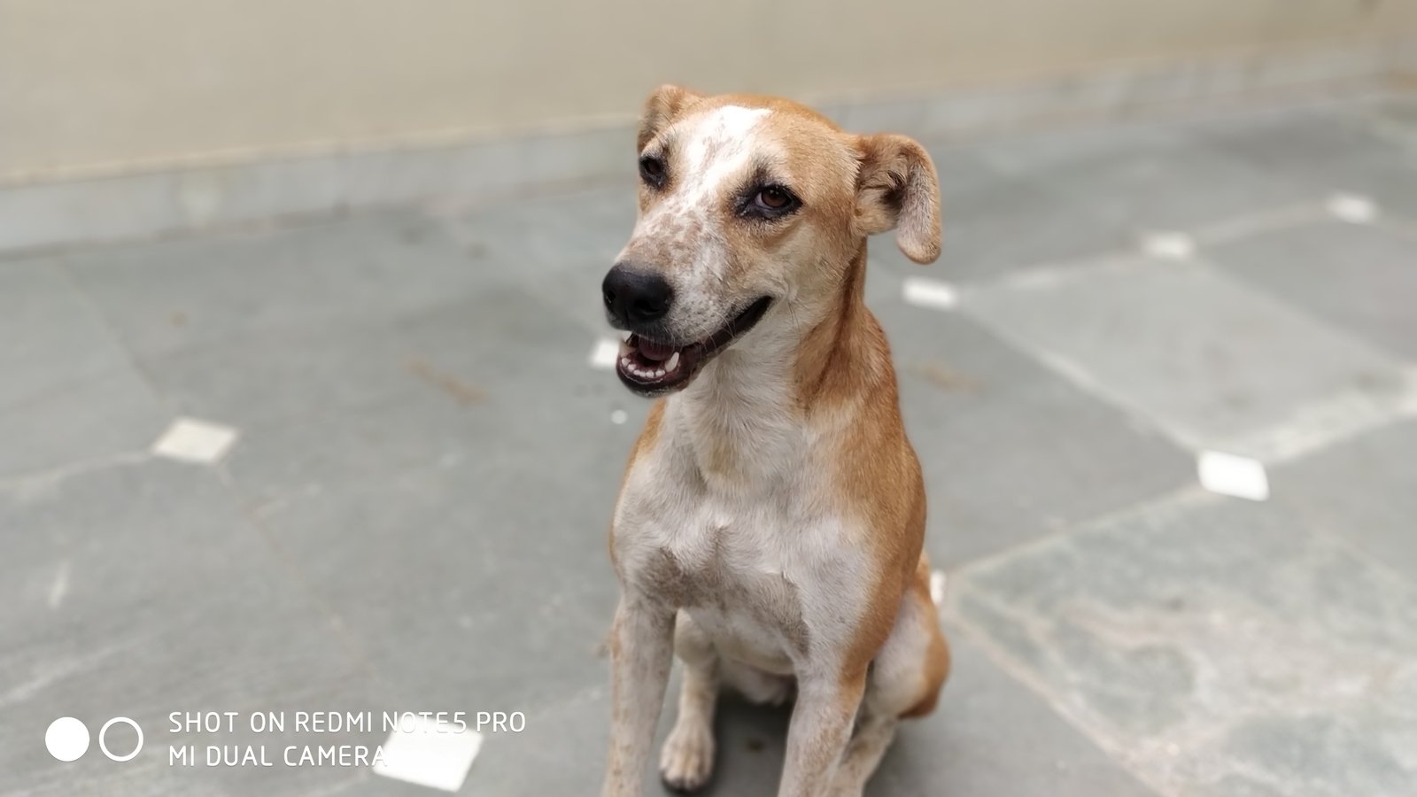 Petition · Stop Sterilization of stray dogs - India · Change.org