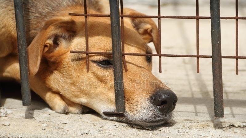 Petition · STOP ABUSE AGAINST DOGS - Australia · Change.org