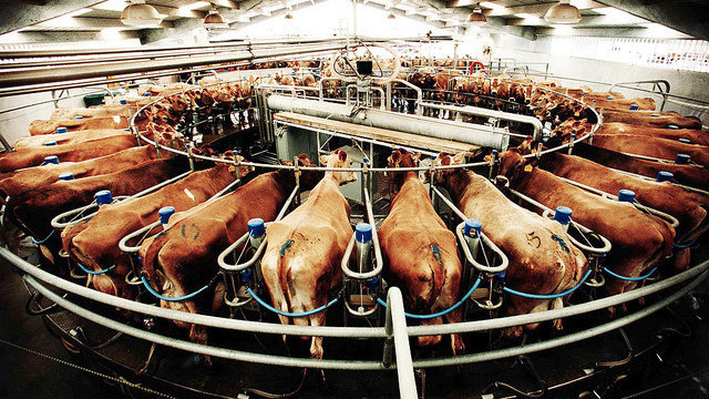Petition Keep Dairy Off The Canadian Food Guide And Help Transition Petition Keep Dairy Off The Canadian Food Guide And Help Transition