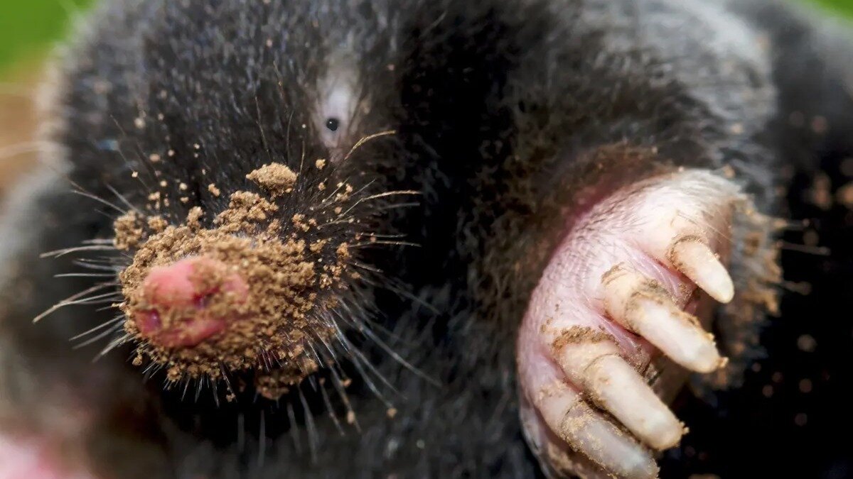 Petition · Make META add a "mole" emoji on WhatsApp! - Italy · Change.org