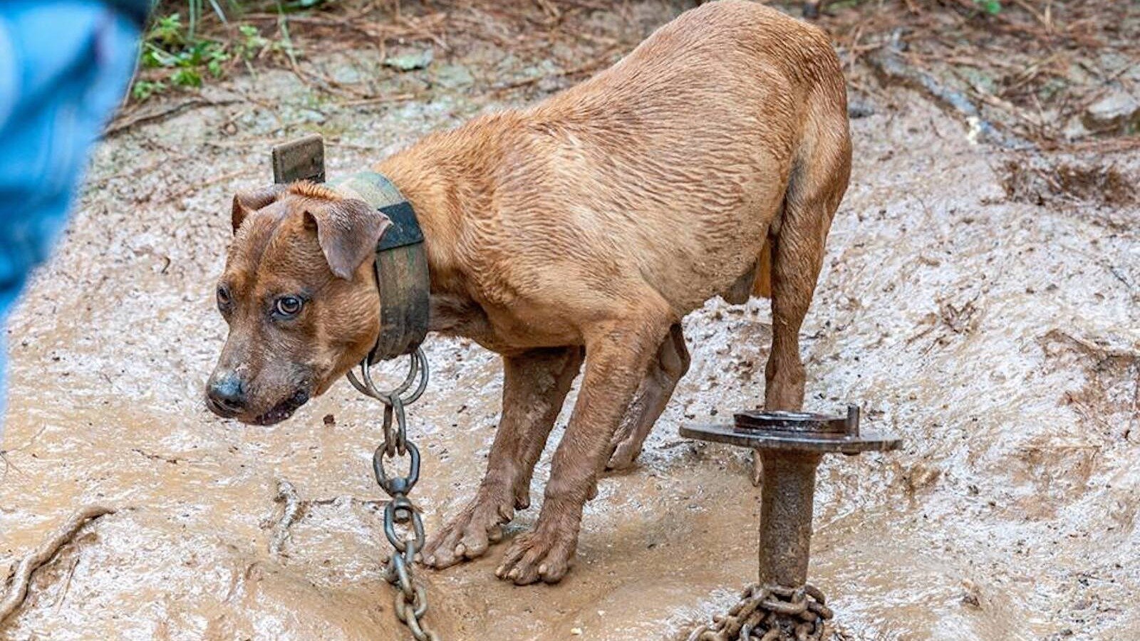 Petition · Petition for Animal Rights Education at Early Schools For ...