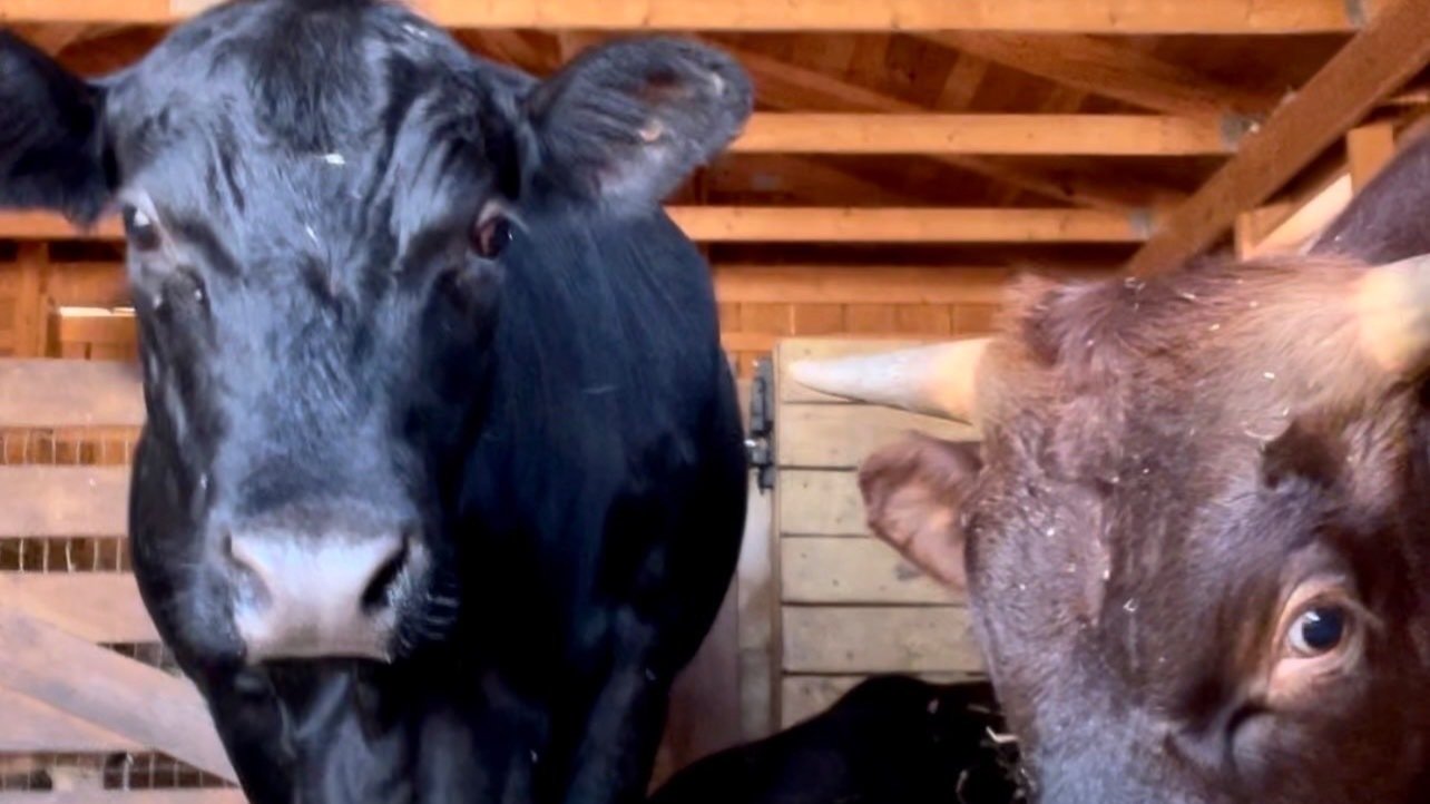 Petition · Stop Prosecuting Tracy Murphy For Giving Two Escaped Cows A ...