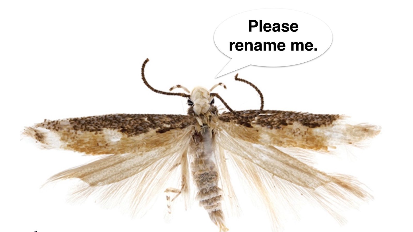 Petition · Rename the poor moth Neopalpa donaldtrumpi - Vereinigte ...