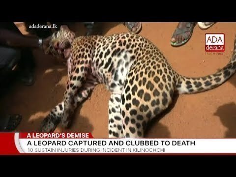 Petition · Legal action against leopard killers · Change.org