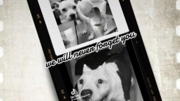 Petition · STOP EUTHANASIA OF PETS IN USA - Greece · Change.org