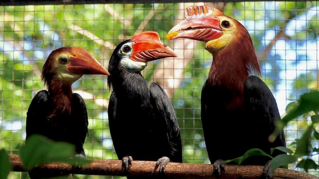 Petition · Save Negros Forest Park - Philippines · Change.org