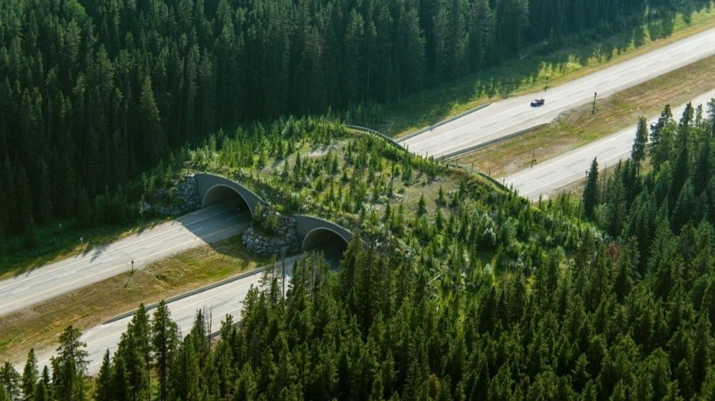 Petition · Animal Bridge (Wildlife Crossing) Northwest Florida US Hwy ...