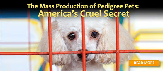 Petition · Stop breeding and selling puppies & kittens and offer space ...