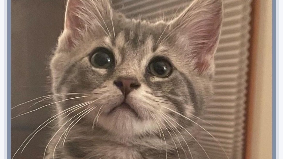 Petition · Please cat for 2314 #7 - United States · Change.org