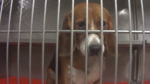 Petition · End Animal Testing in the United States Now - United States ...