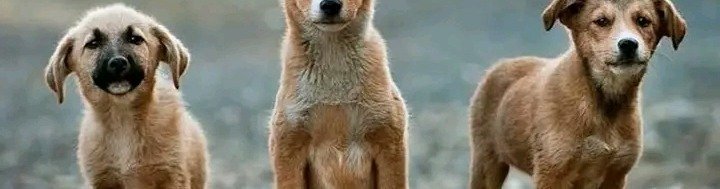 Petition · Protect the Stray Dogs - Philippines · Change.org