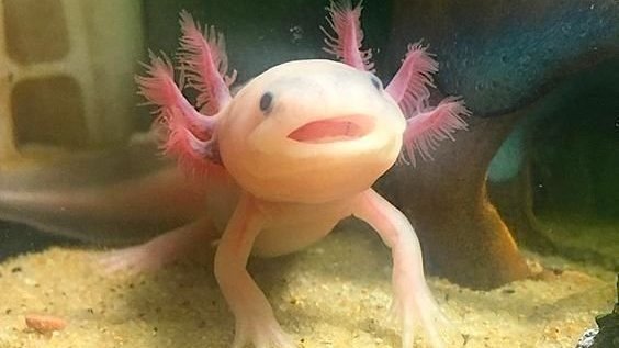 Petition · Conservation of the Mexican Axolotl - United States · Change.org