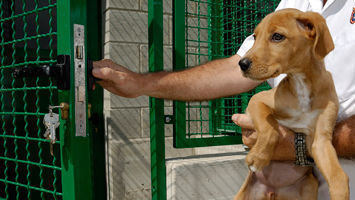 Petición · Aumentar el presupuesto de la perrera de Mérida - España ...