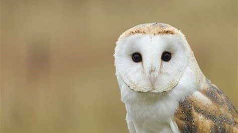 Petition · UOS- 'Have the option of online OWL learning live to ...