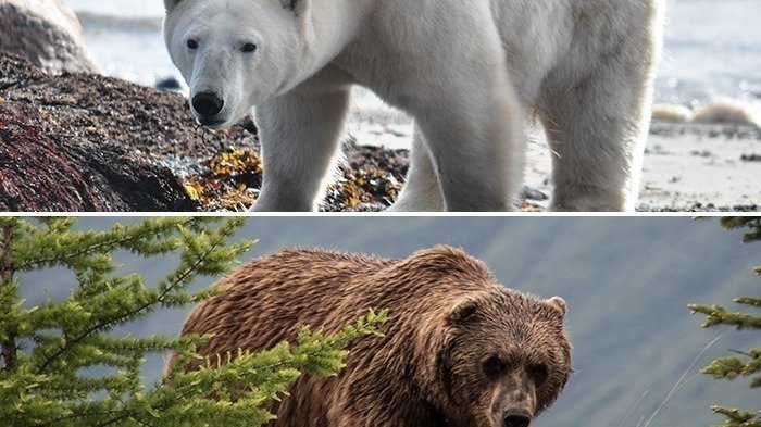 Petition · STOP DISCRIMINATION AGAINST BLACK AND BROWN BEARS (WHITE ...
