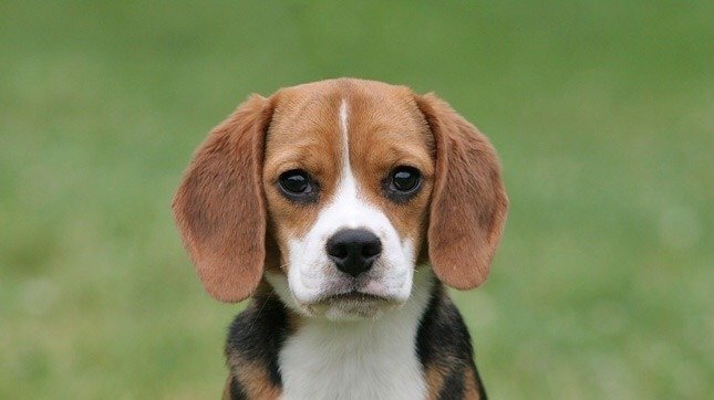 Petition Make Animal Testing Illegal And Fall Under Animal Cruelty Laws Change petition-make-animal-testing-illegal-and-fall-under-animal-cruelty-laws-change