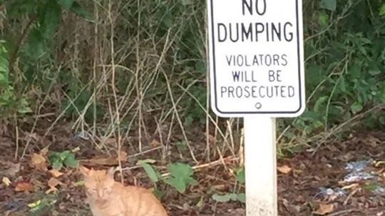 Petition · Animal Lives Matter - United States · Change.org Petition · Animal Lives Matter - United States · Change.org