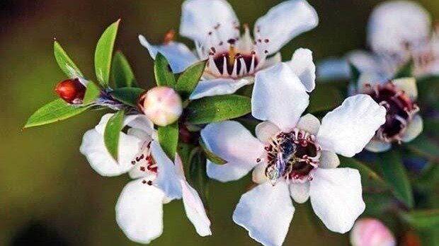 Petition · Auckland Native Plants Project 2025 - Click to help Auckland ...