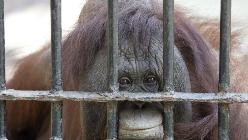 Petition · Prohibit Zoos from Keeping Animals in Captivity - Ireland ...
