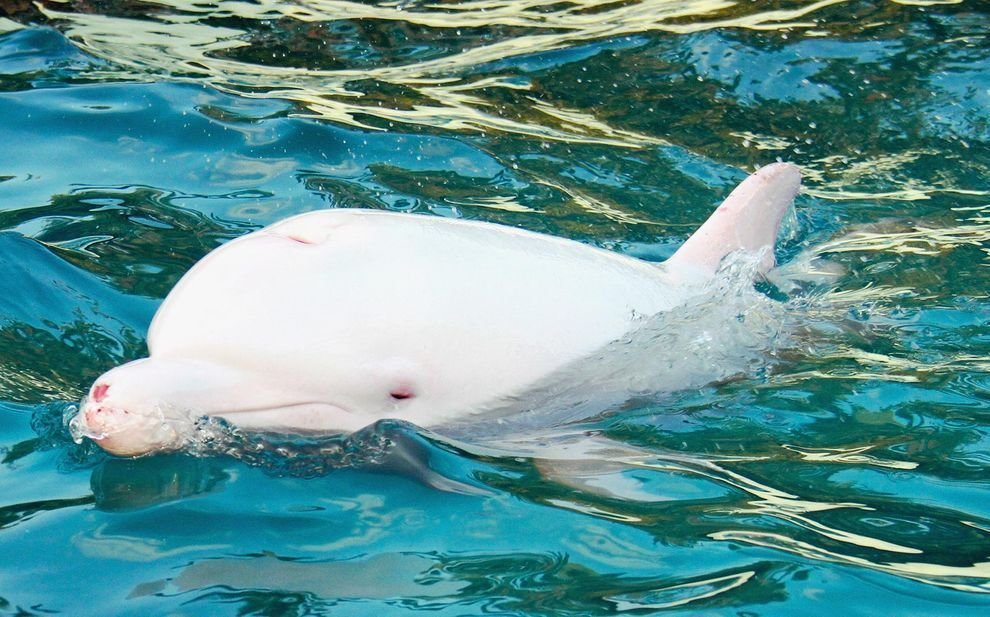 Petition · save albino- baby- dolphin ANGEL from Taiji museum and make ...