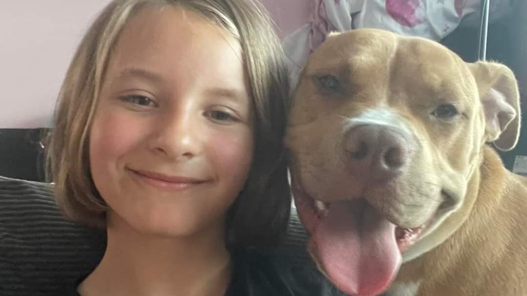 Petition · Save American XL Bullies - Protect Our Beloved Companions ...