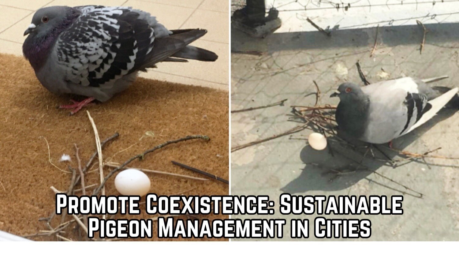 Petition · Promote Coexistence: Sustainable Pigeon Management in Cities ...