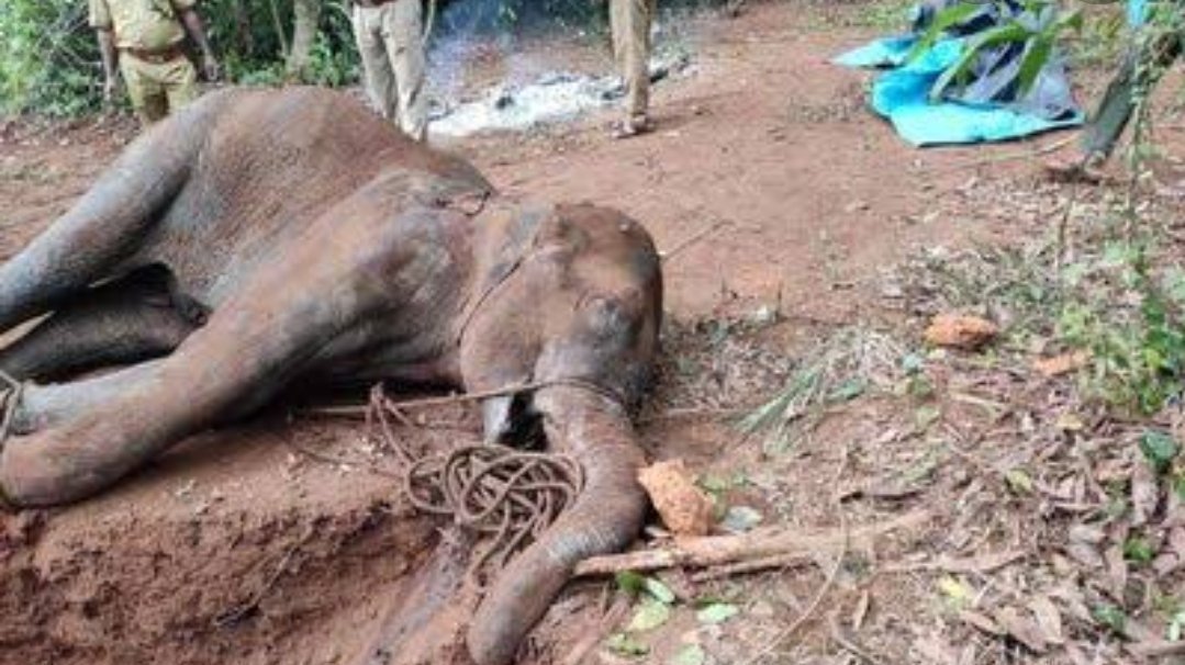 Petition · Punish people who killed Pregnant Elephant by Bursting ...