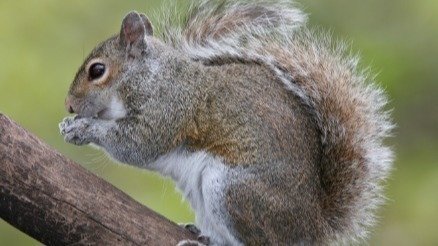 Petition · save the squirrels - United States · Change.org