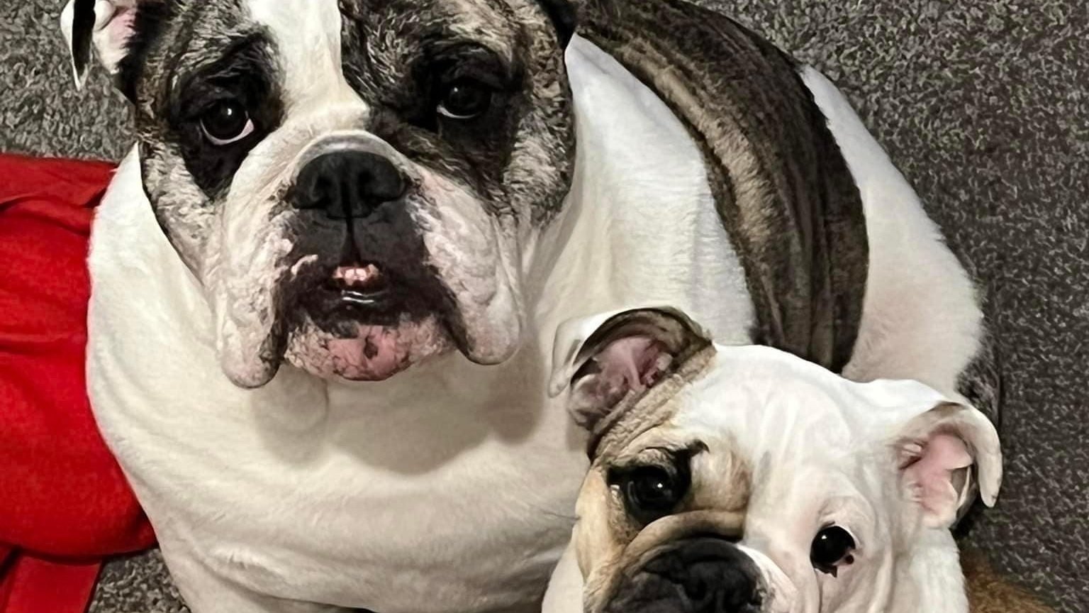 Petition · get Mel to bring in her bulldogs - United States · Change.org