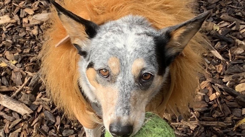 Petition · Protect Peedle - United States · Change.org