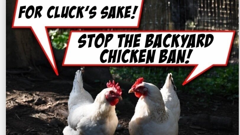 Petition · For Cluck’s Sake! Stop the Backyard Chicken Ban - United ...