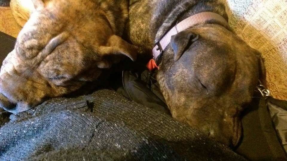 Petition · Bully boy Charity RSPCA to lose it's right to privately ...