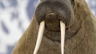 Petition · Walruses to Walri - United States · Change.org