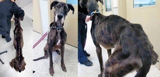 Petition · Give Jason Woodruff the maximum sentence for starving and ...