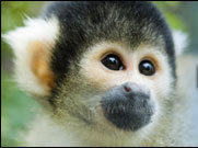 Petition · Join PCRM in taking action to stop NASA's use of monkeys in ...