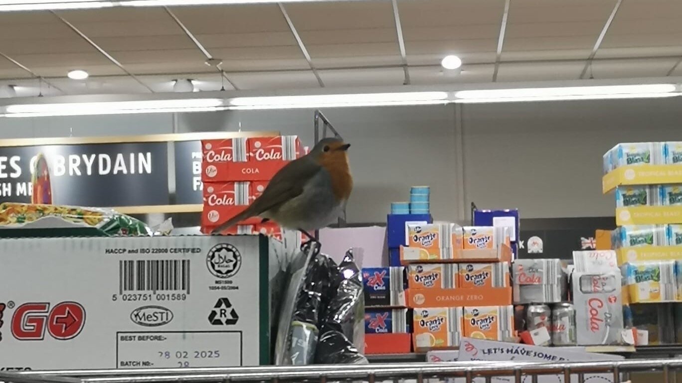 Petition · Protect the Robin of Brecon Aldi from Extermination - United ...