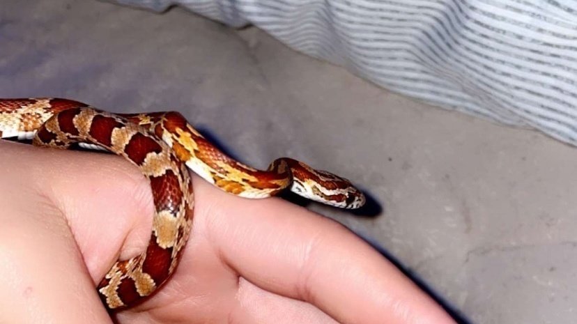 Petition · To name Daniella’s snake ronnie - United States · Change.org