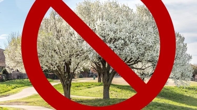 Petition · Take Down Bradford Pears Around Leesville Road Highschool ...