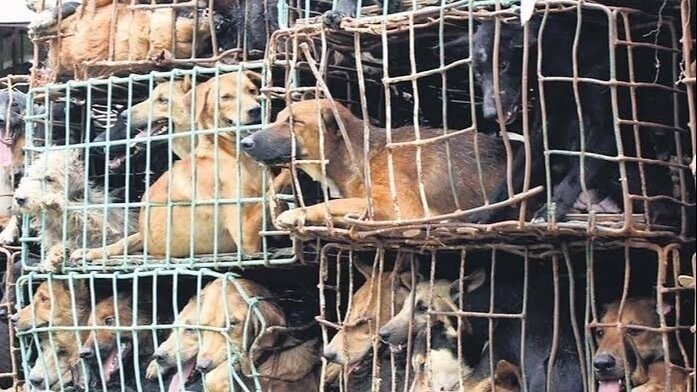 Petition · Stop the Mass Removal of Stray Dogs in Delhi — Support ...