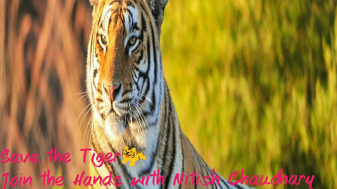 Petition · Save the Tiger Save the Planet - India · Change.org