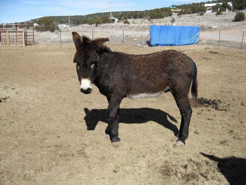 Petition · Stop the Burro Roping Competition scheduled for 9/29/2012 ...