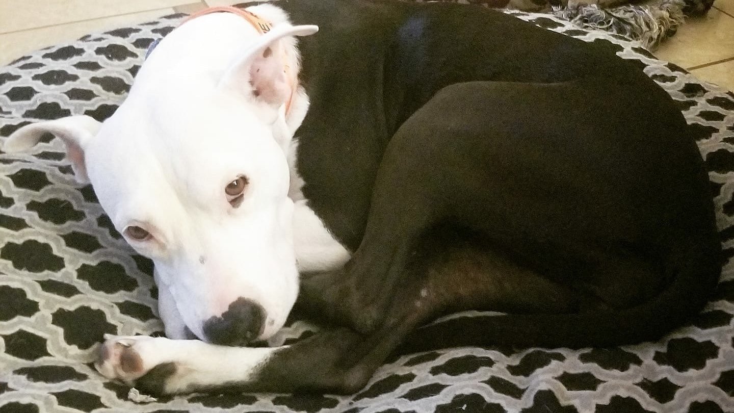 Petition update · Some HOA responses to the petition · Change.org ...