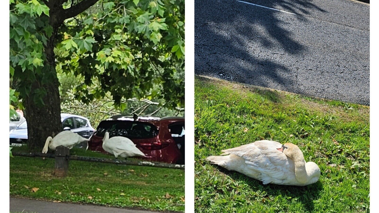 Petition · Safeguarding Fendrod Lake Swans: Sign for a Life-Saving ...